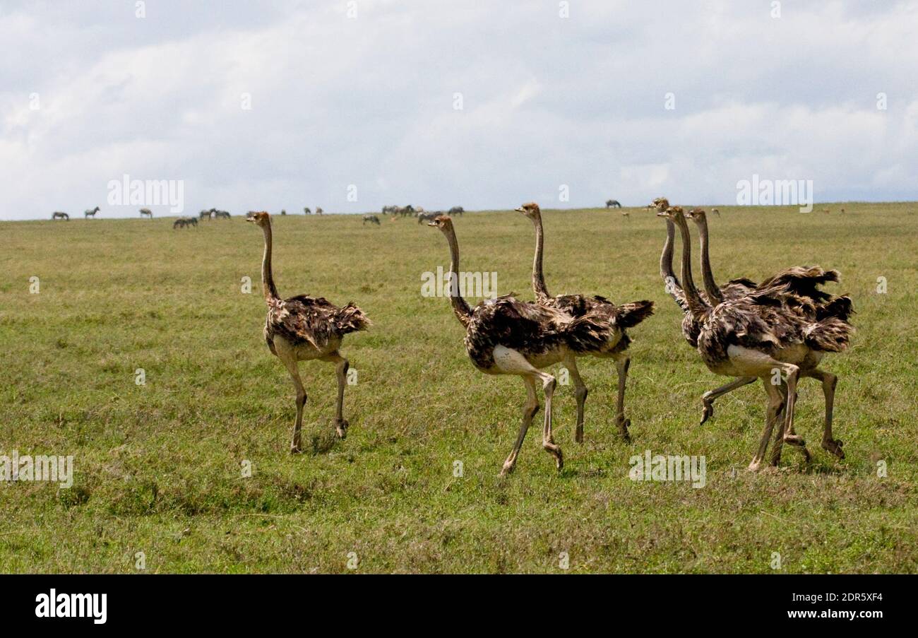 Common Ostrich (Struthio camelus Stock Photo - Alamy