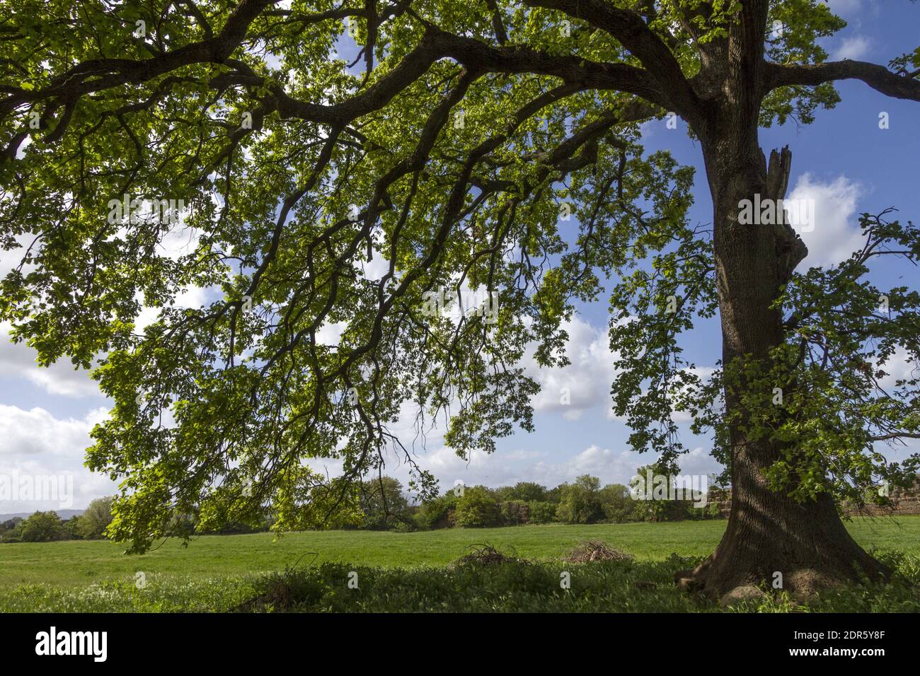 A big beautiful tree in a large green field during daylight Stock Photo ...