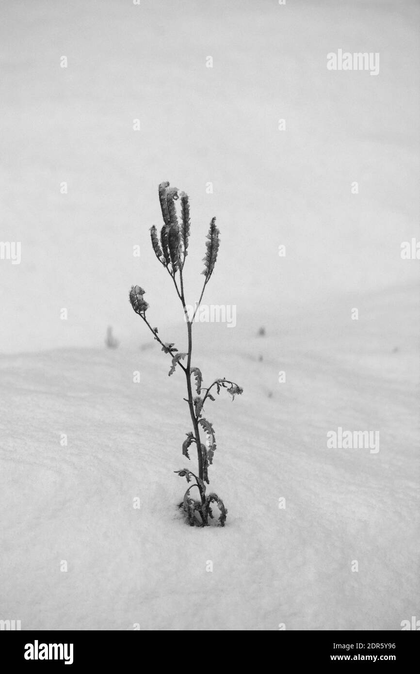 Weed mexico Black and White Stock Photos & Images - Alamy