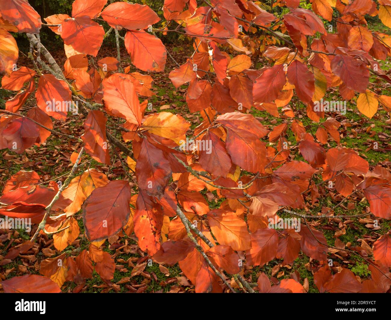 Leaves of Copper Beech, Fagus sylvatica purpurea, Worcestershire, UK ...
