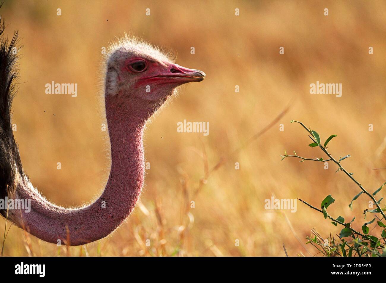 Common Ostrich (Struthio camelus Stock Photo - Alamy