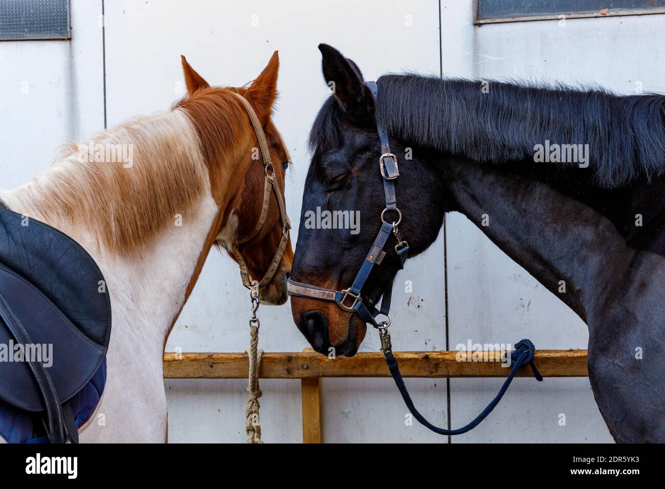 Horse jockey stable girl in hi-res stock photography and images - Alamy
