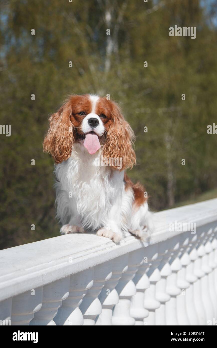 Adult dog of the Cavalier King Charles Spaniel breed, red and white ...