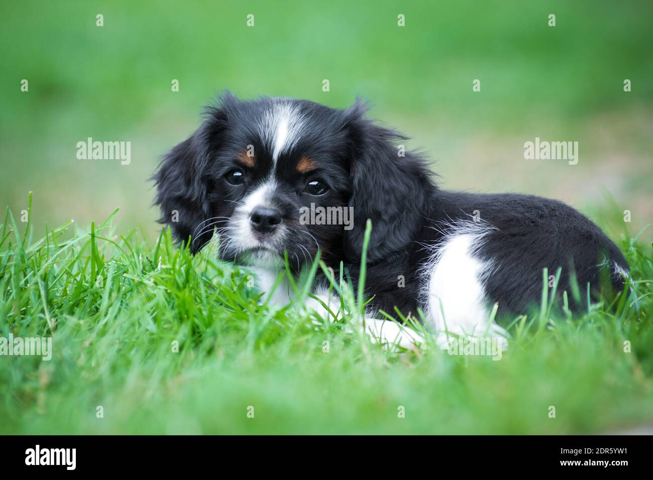 Little cavalier king charles spaniel puppy, black and white, long ...