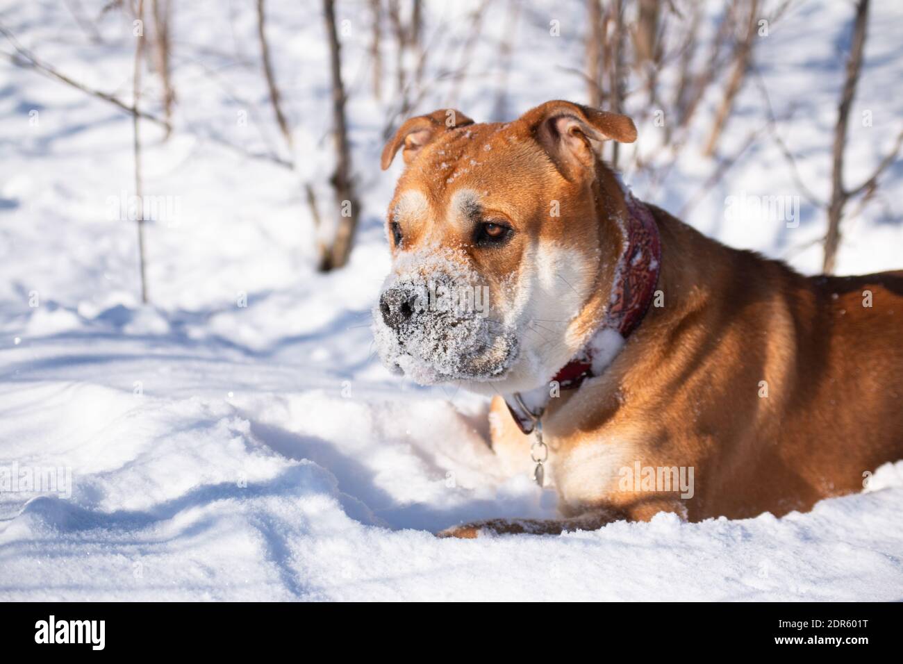 Mallorcan mastiff hi-res stock photography and images - Alamy