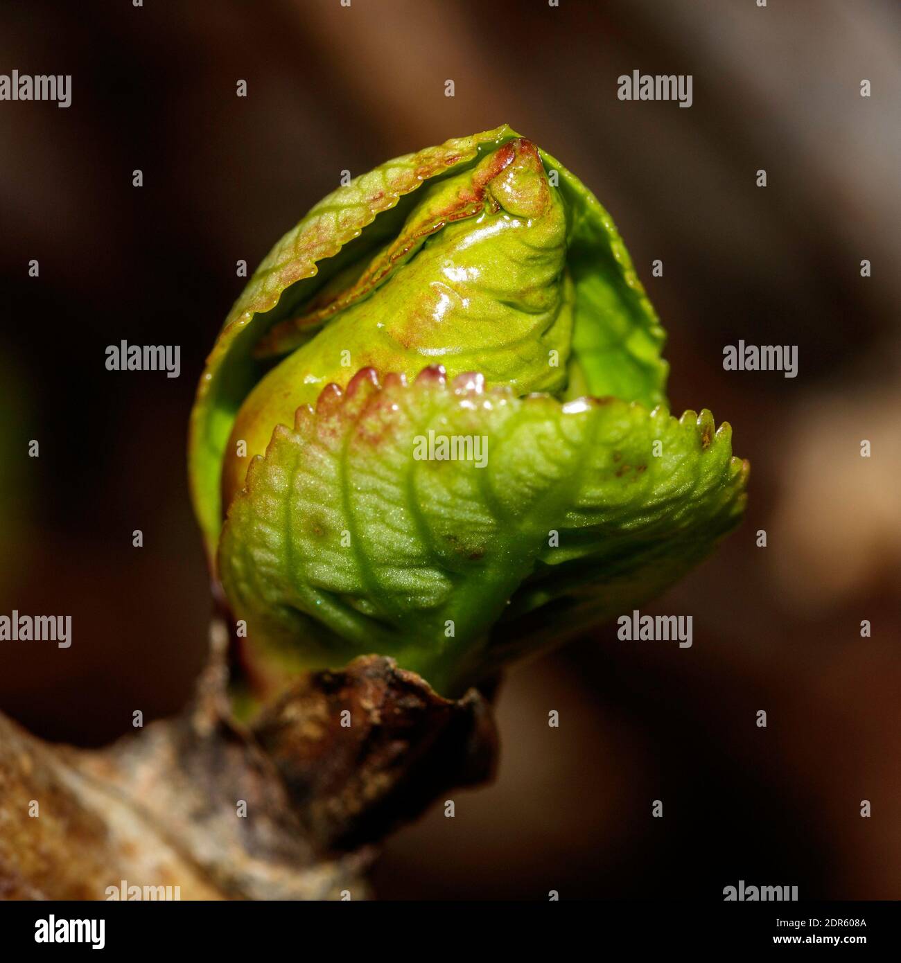 Lime Tree Buds Falling Off