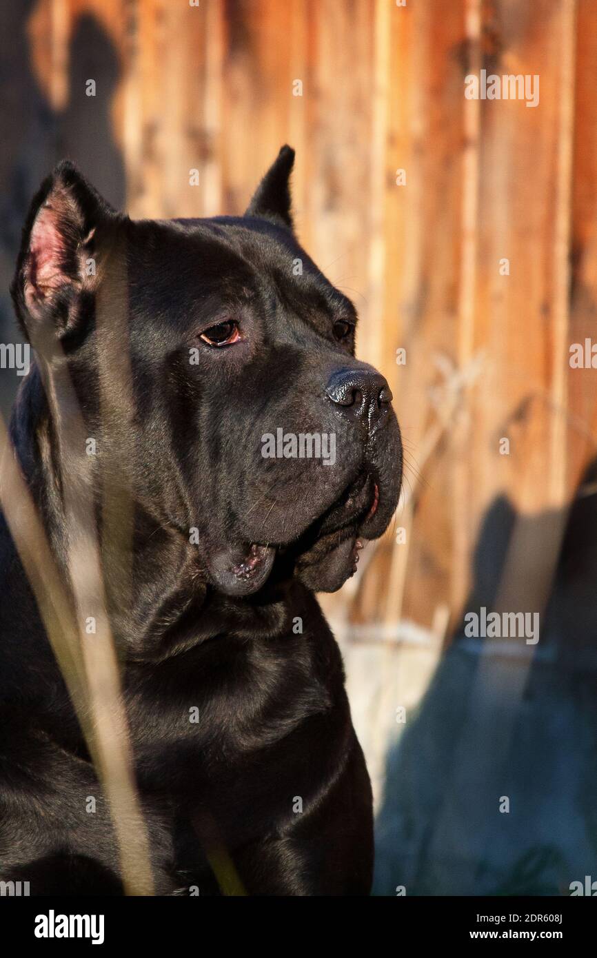 The oldest italian dog breed hi-res stock photography and images - Alamy