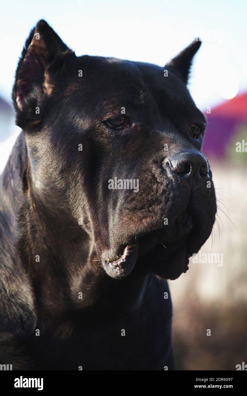 Kane-korso is a breed of dogs, one of the oldest representatives of the ...