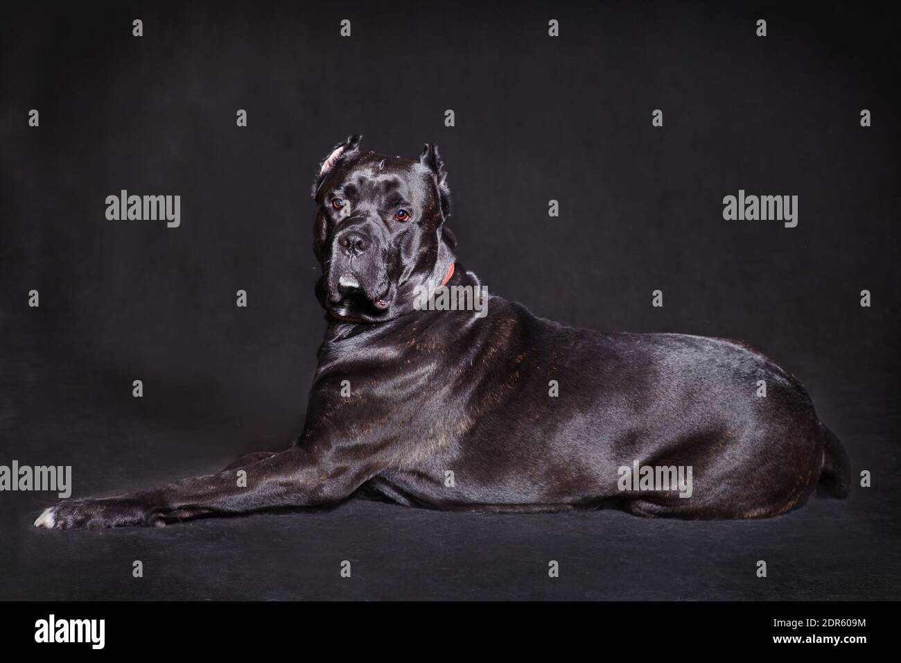 Kane-korso is a breed of dogs, one of the oldest representatives of the ...