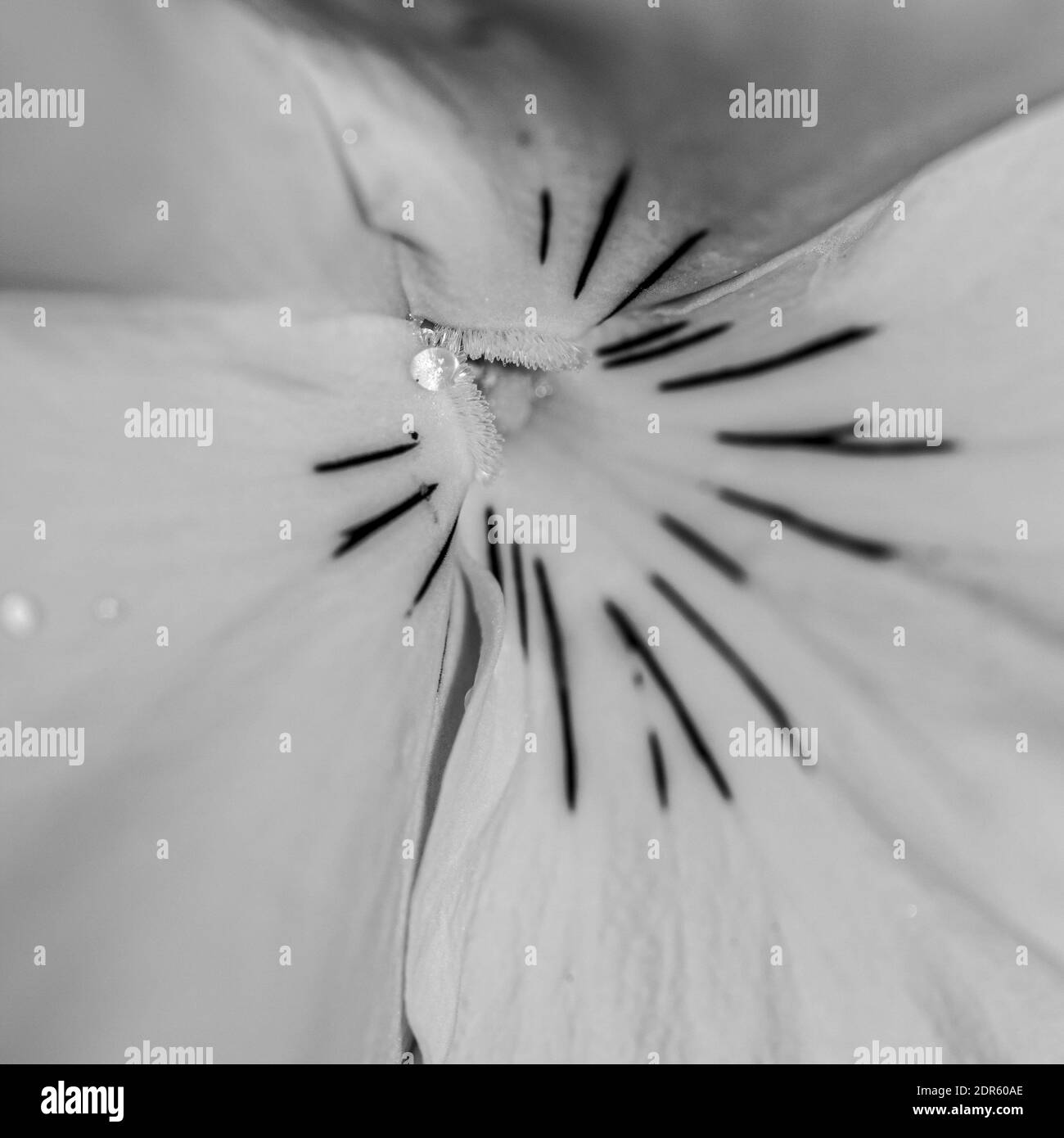 Macro of a yellow Viola with drops of water inside Stock Photo - Alamy