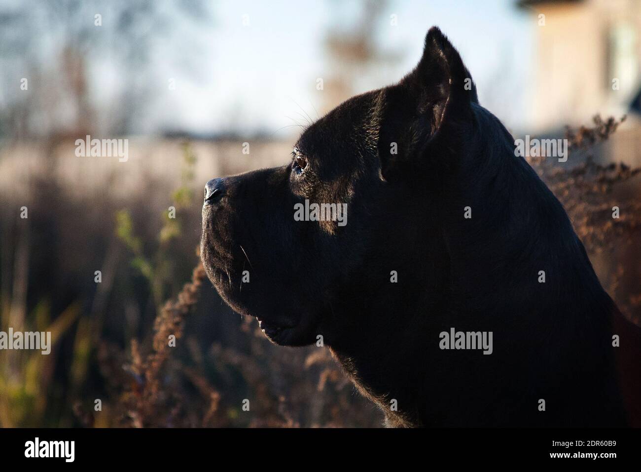 Predator ancestors hi-res stock photography and images - Alamy