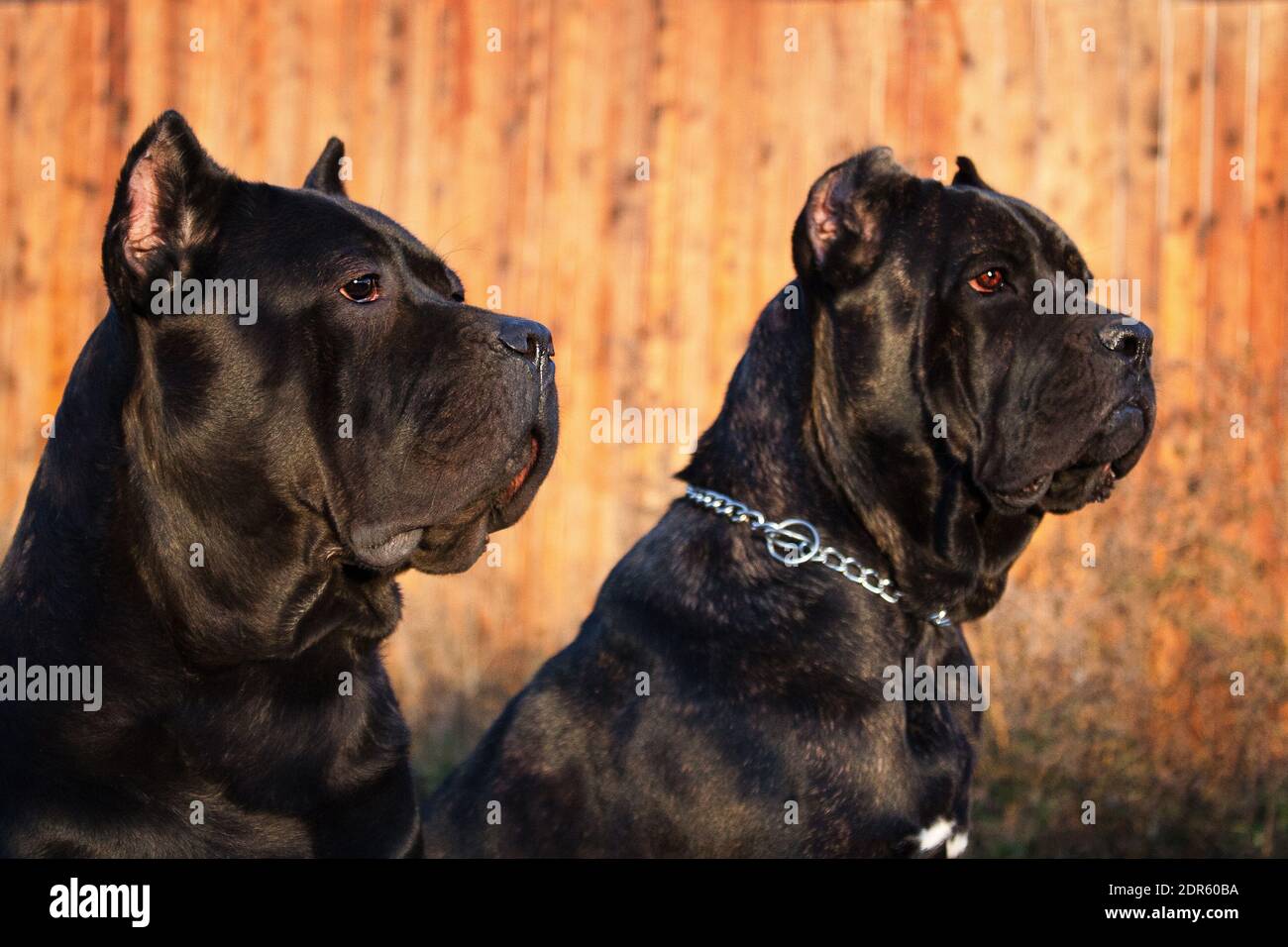 Kane-korso is a breed of dogs, one of the oldest representatives of the ...