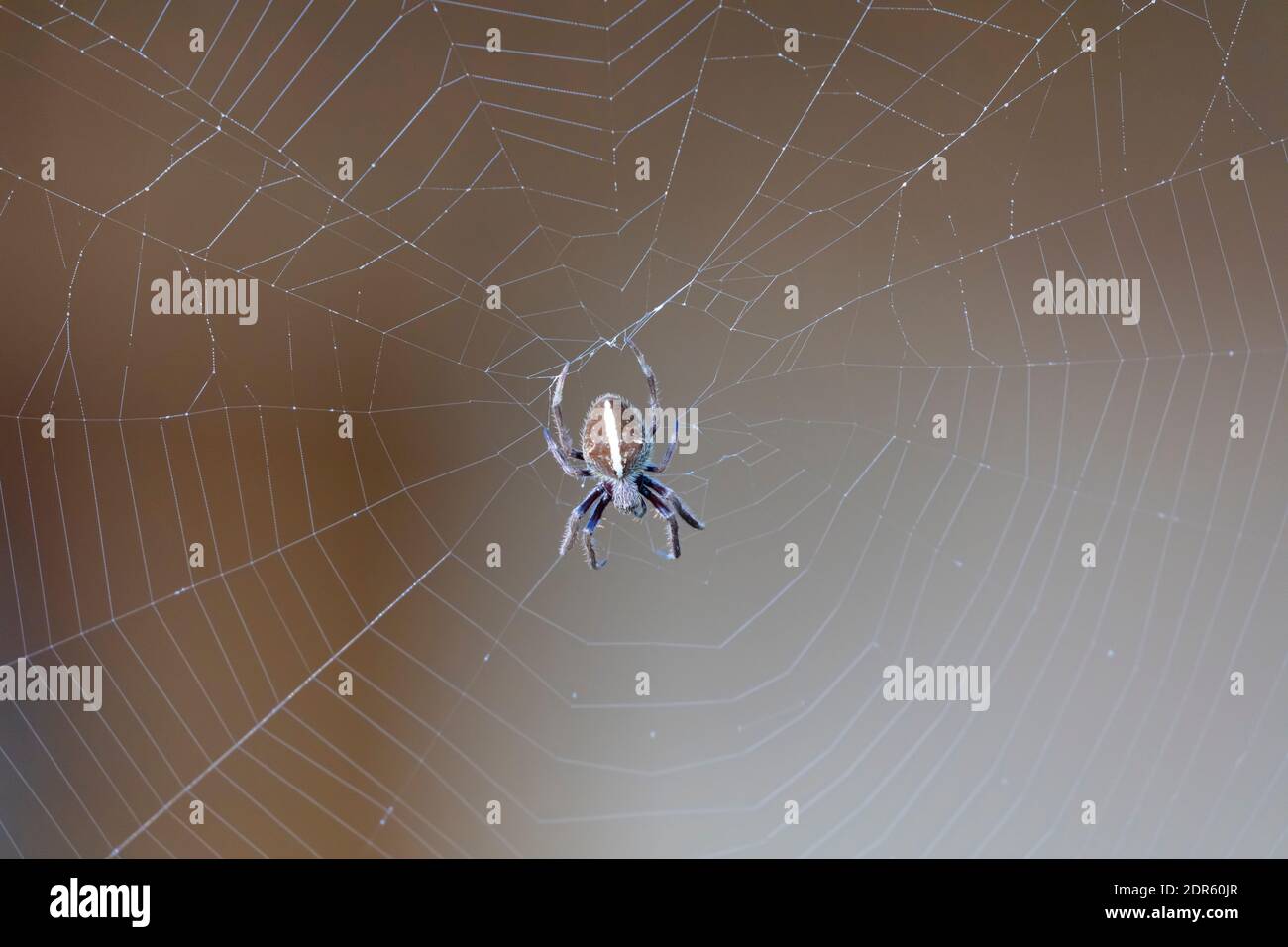 A large brown spider walking around a spider web in a garden in the ...