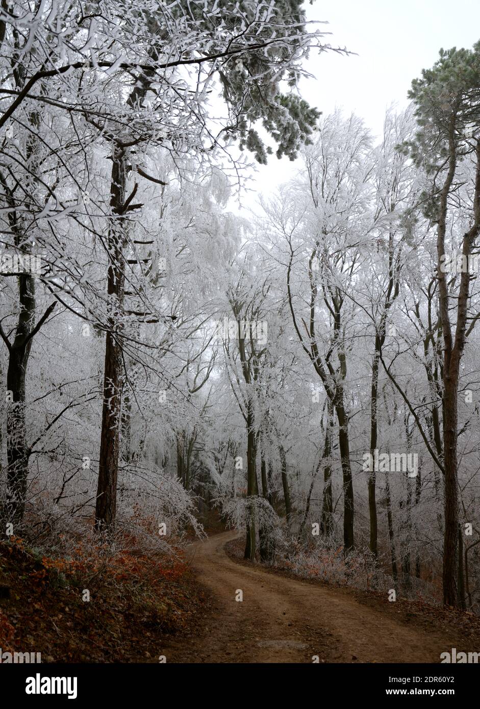 Dingy forest hi-res stock photography and images - Alamy