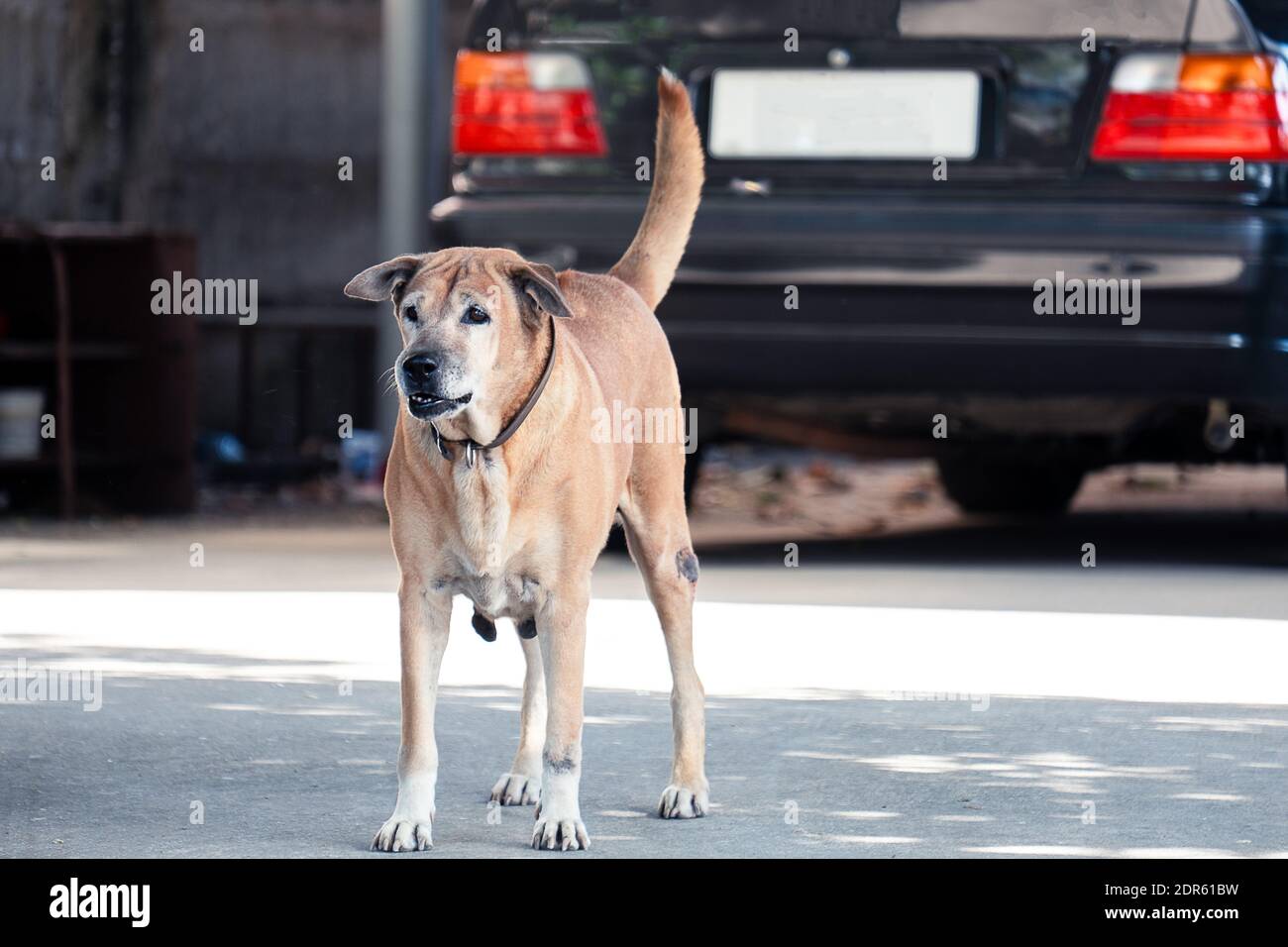 Angry dog standing at home Stock Photo - Alamy