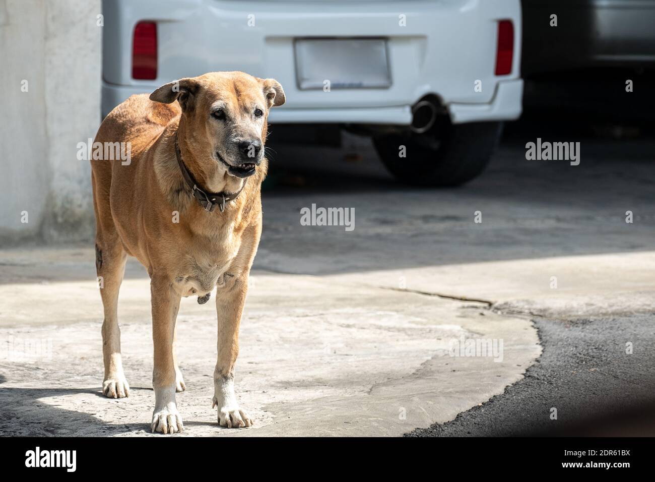 Angry Dog High Resolution Stock Photography and Images - Alamy