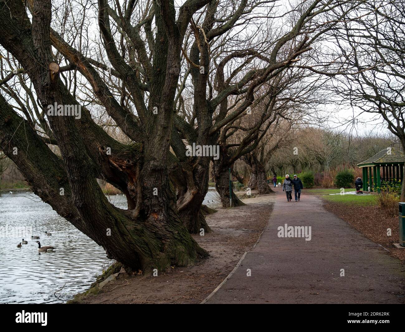 People walking in winter by the lake in Locke Park with mature willow ...