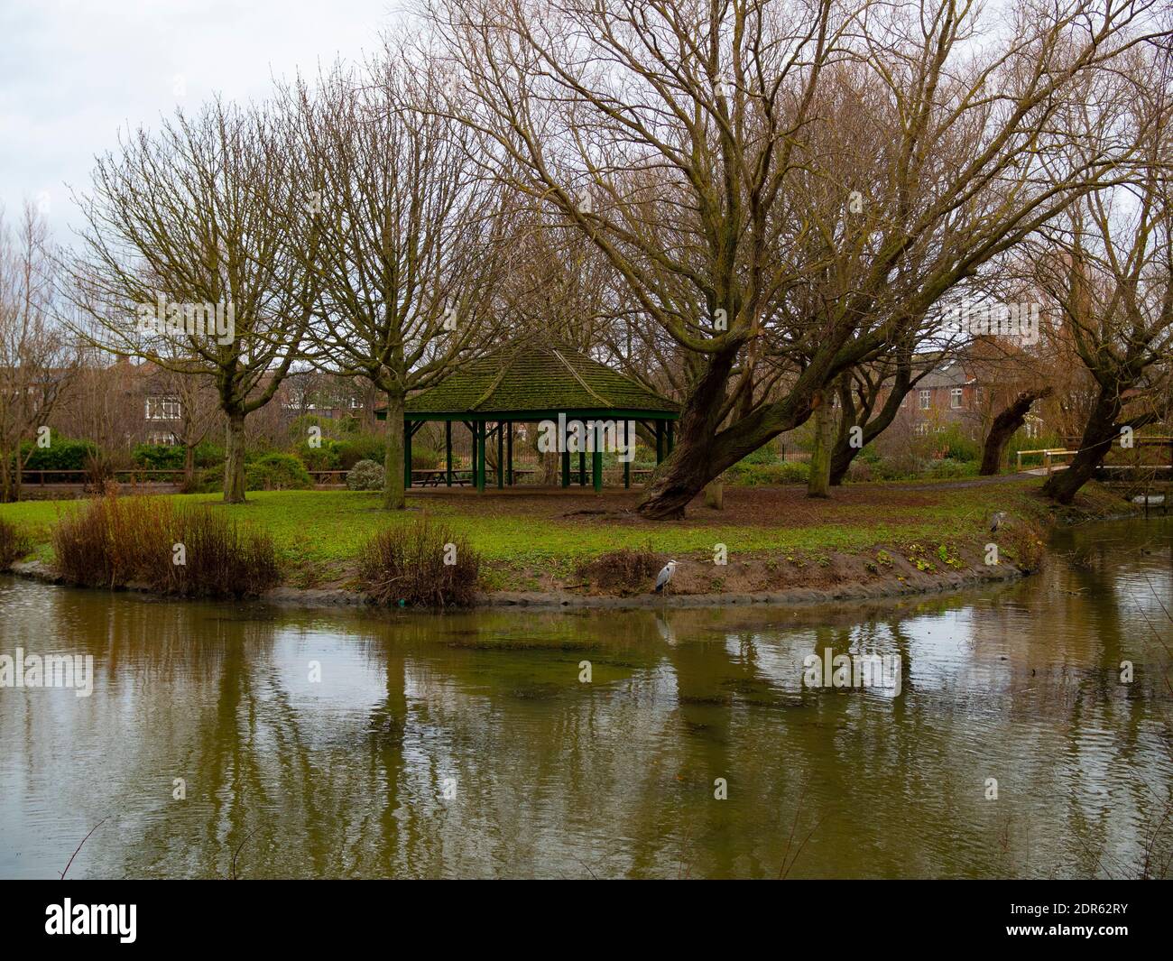 Winter by the lake in Locke Park with mature willow trees with two Grey ...