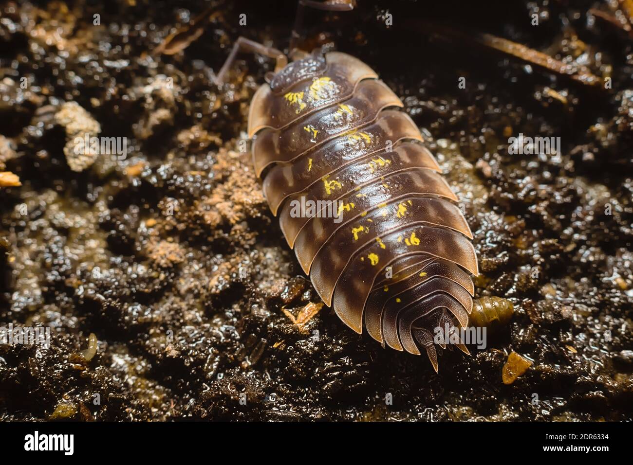 Woodlice hi-res stock photography and images - Alamy