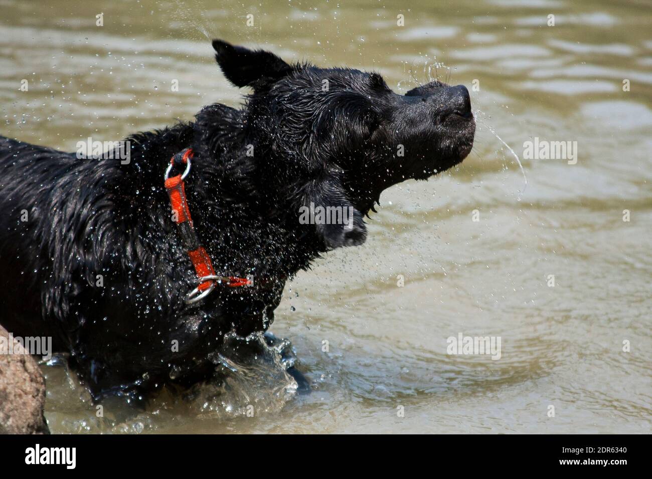 Why Are Labradors Used For Guide Dogs