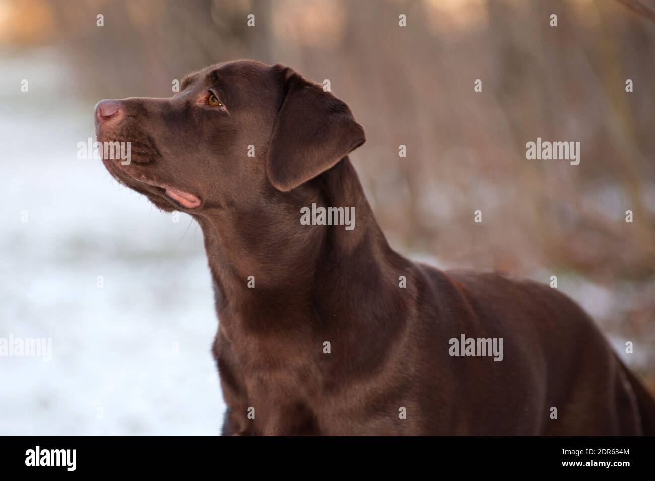 Labrador Retriever is a breed of dog. It was originally bred as a ...