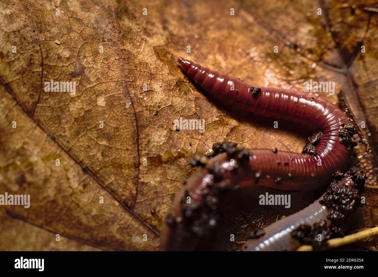 Slimy earthworm hi-res stock photography and images - Alamy