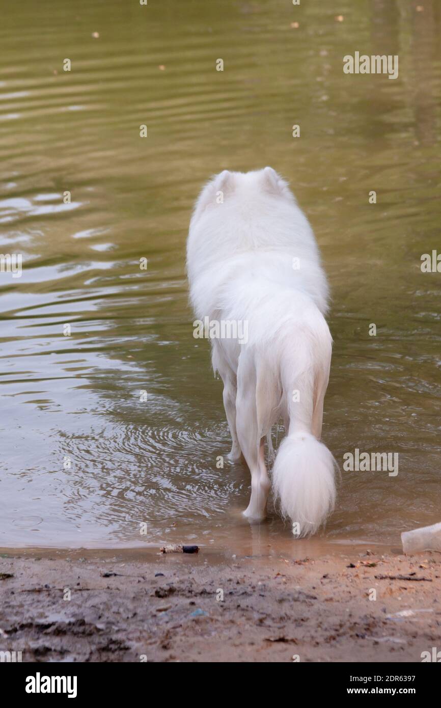 Wet Samoyed High Resolution Stock Photography and Images - Alamy