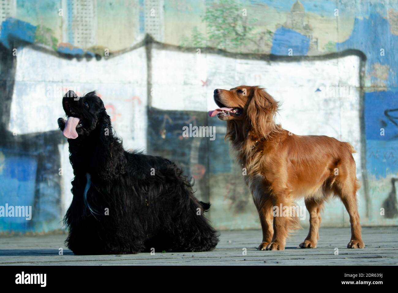 Red Russian spaniel and black cocker spaniel dogs standing in front of ...