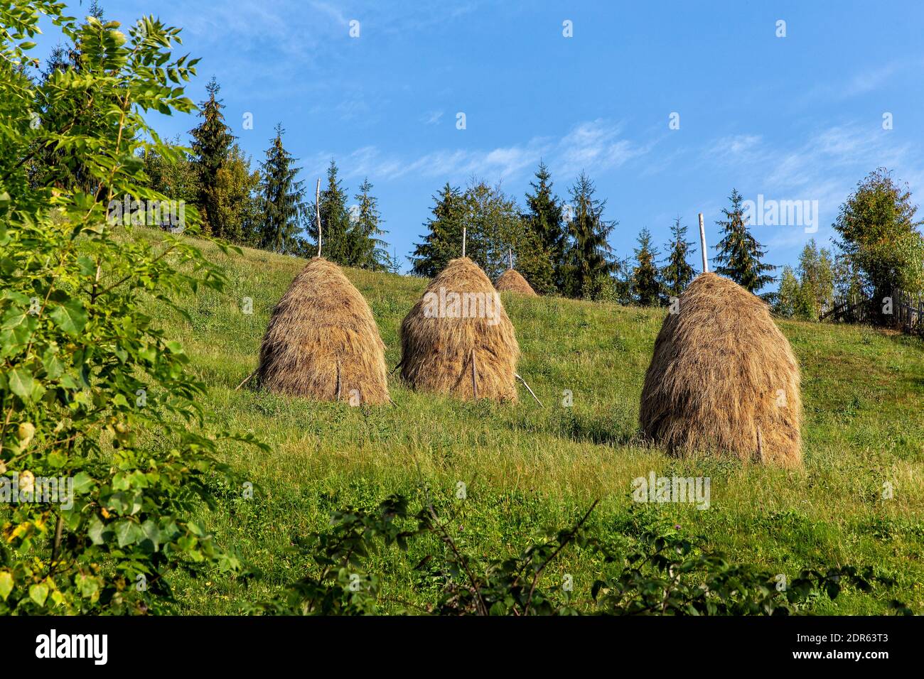 Traditional haystacks in a field in Romania Stock Photo - Alamy