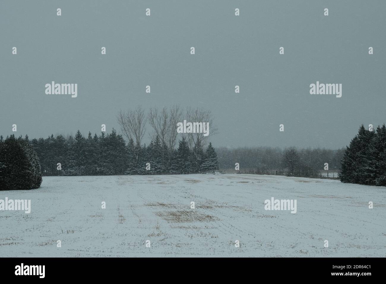 Bleak winter treeline and fields covered in snow under heavy grey snow ...