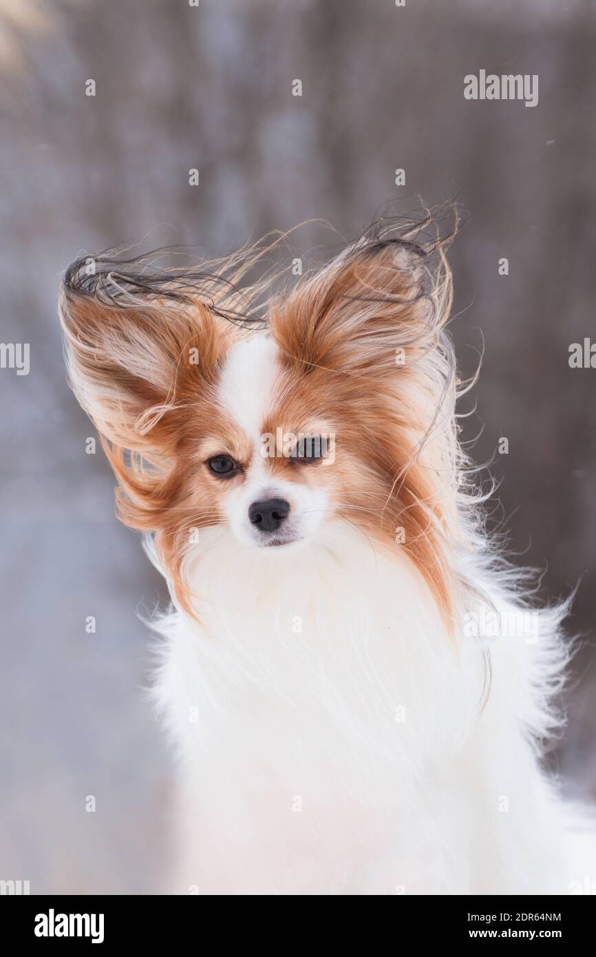 Dog breeds papillon hi-res stock photography and images - Alamy