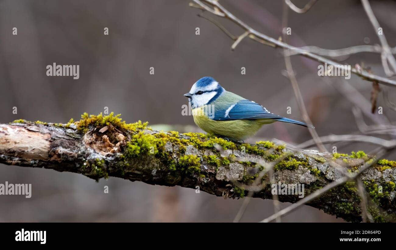 Natur blau hi-res stock photography and images - Alamy