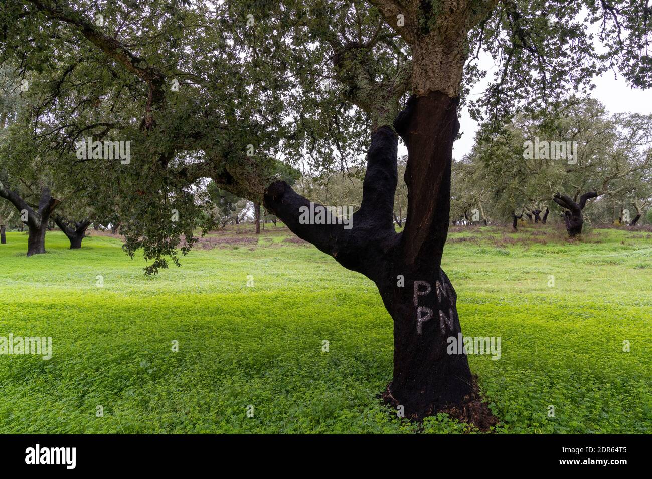 A cork tree labelled and numbered after the bark has been harvested and ...