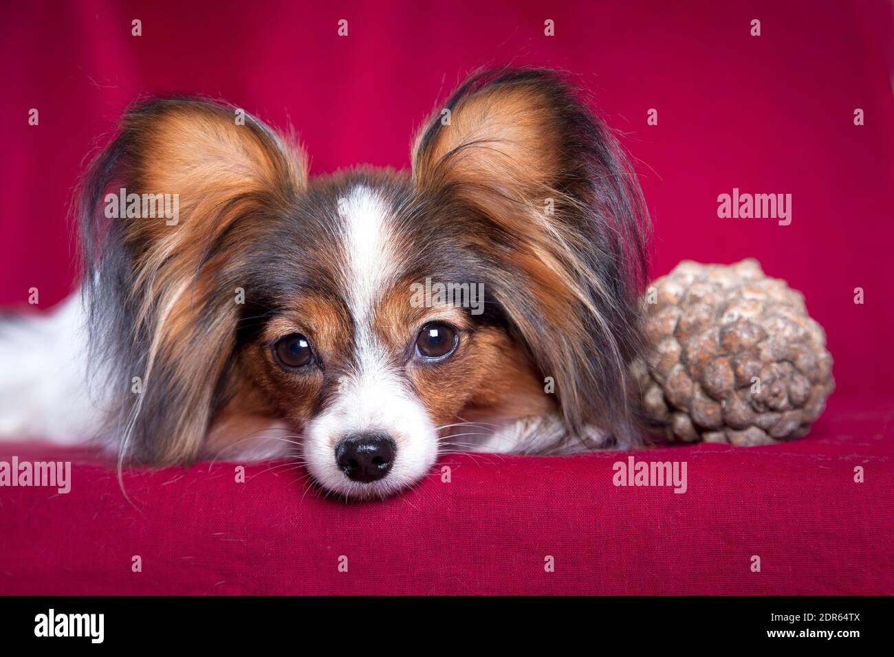 White-black-red dog of the papillon breed (continental toy spaniel ...