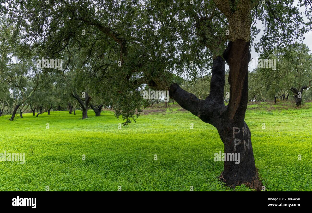 A cork tree labelled and numbered after the bark has been harvested and ...