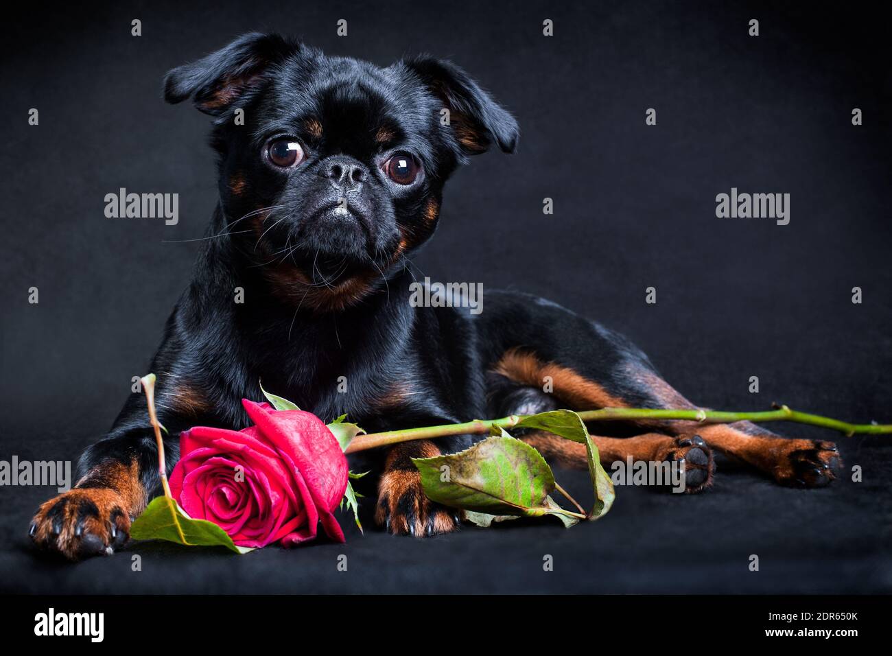 Pit brabancon hi-res stock photography and images - Alamy