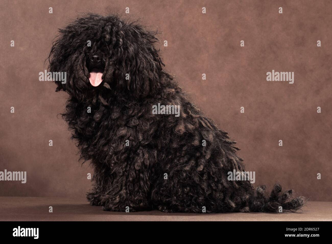 A little shaggy with dreadlocks black-brown bullet breed dog sits on a ...