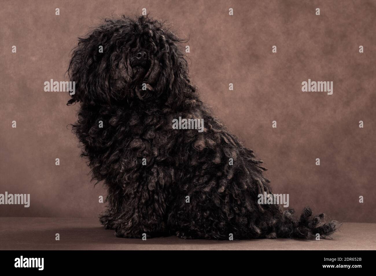 Puli dog breed hi-res stock photography and images - Alamy