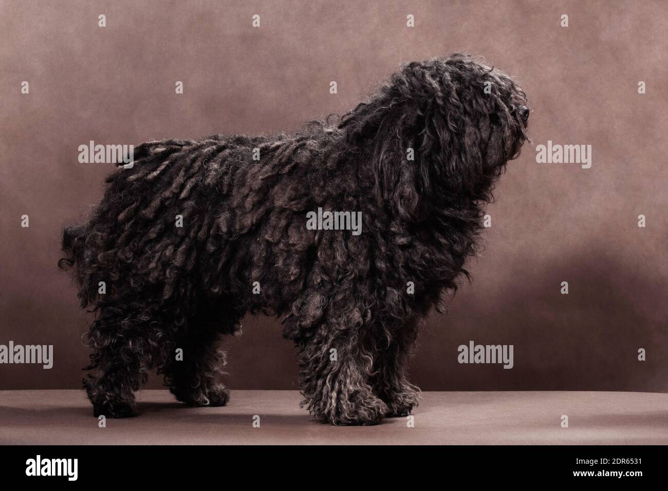 Puli dog breed hi-res stock photography and images - Alamy