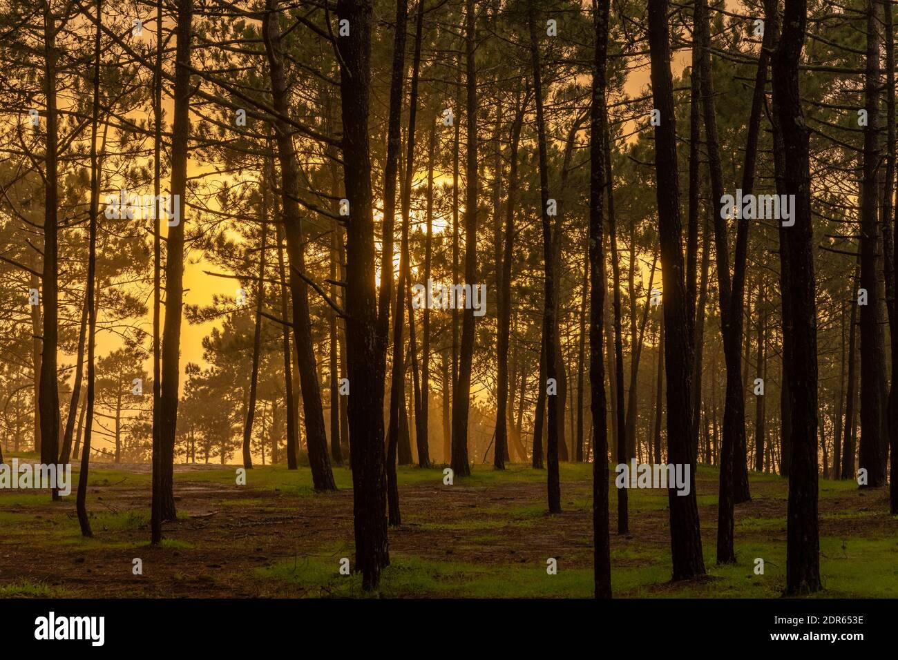 Warm golden sunlight hi-res stock photography and images - Alamy