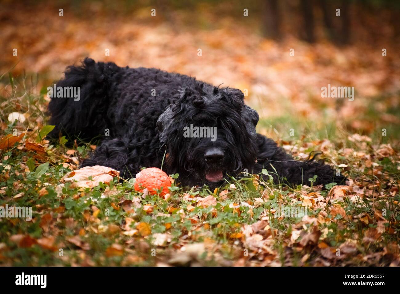 Soviet dog breed hi-res stock photography and images - Alamy