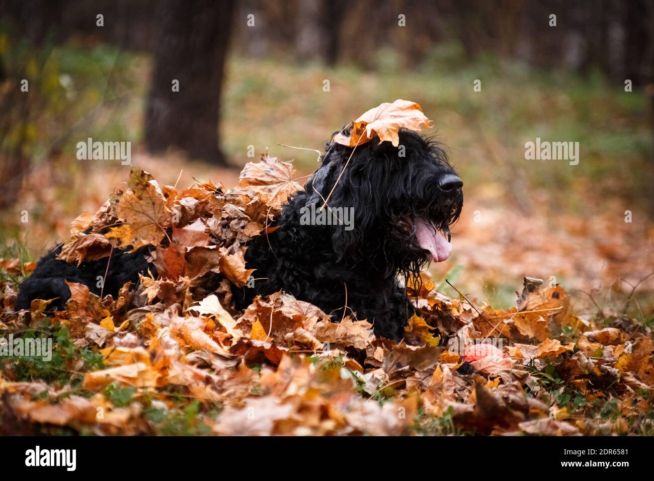 Soviet dog breed hi-res stock photography and images - Alamy
