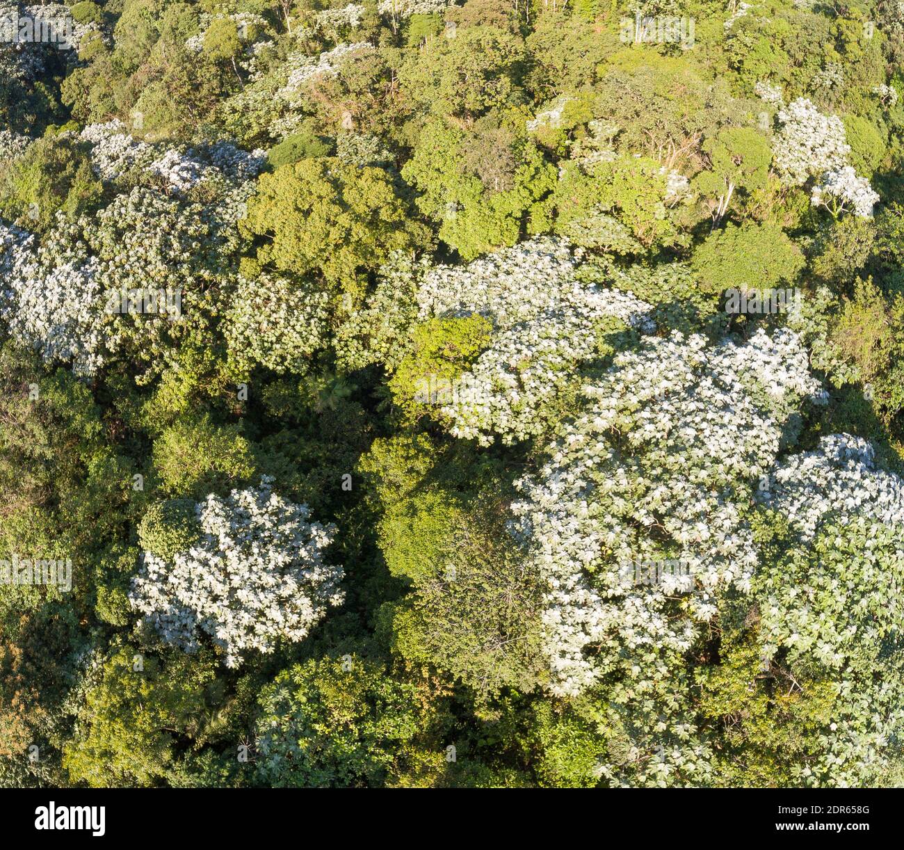Looking down on secondary regeneration montane rainforest with Cecropia ...