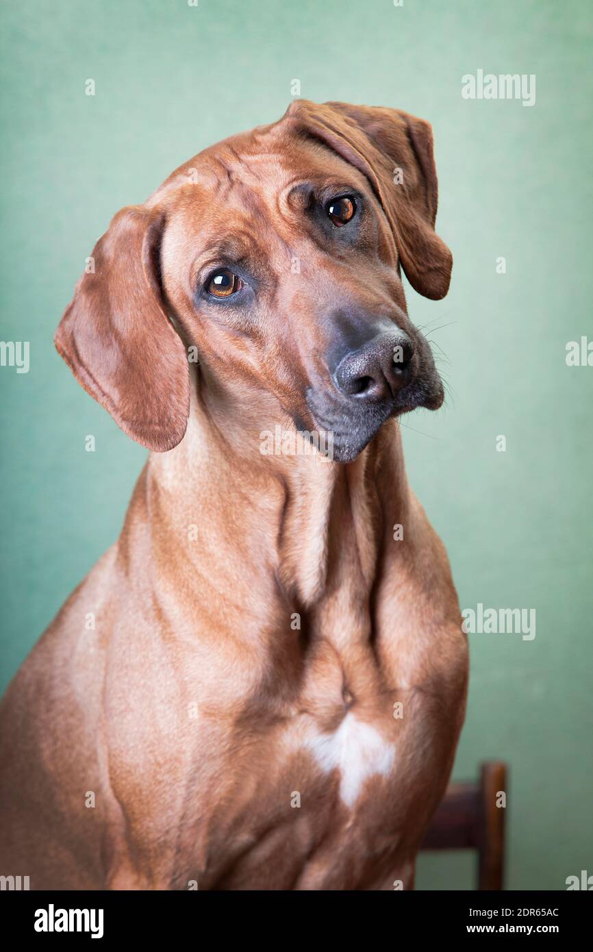 Trained ginger big dog, Rhodesian ridgeback breed, portrait, indoors ...