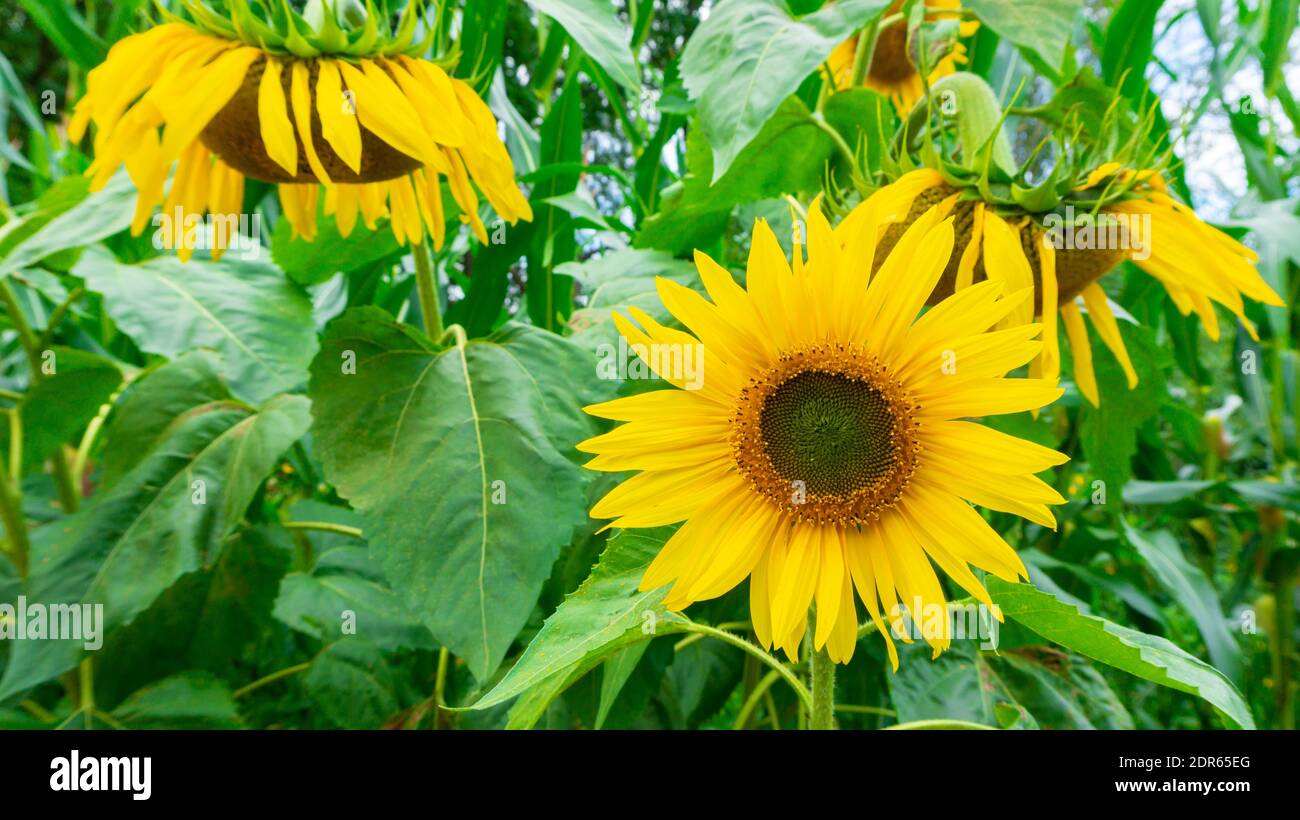 Organic sunflower plantation for vegetable oil production. Vibrant ...