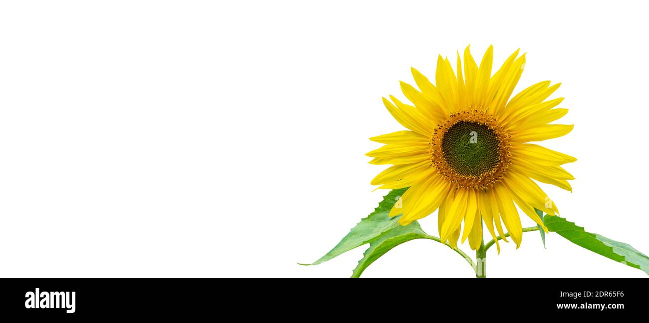 Banner with sunflower inflorescence isolated on white background with ...