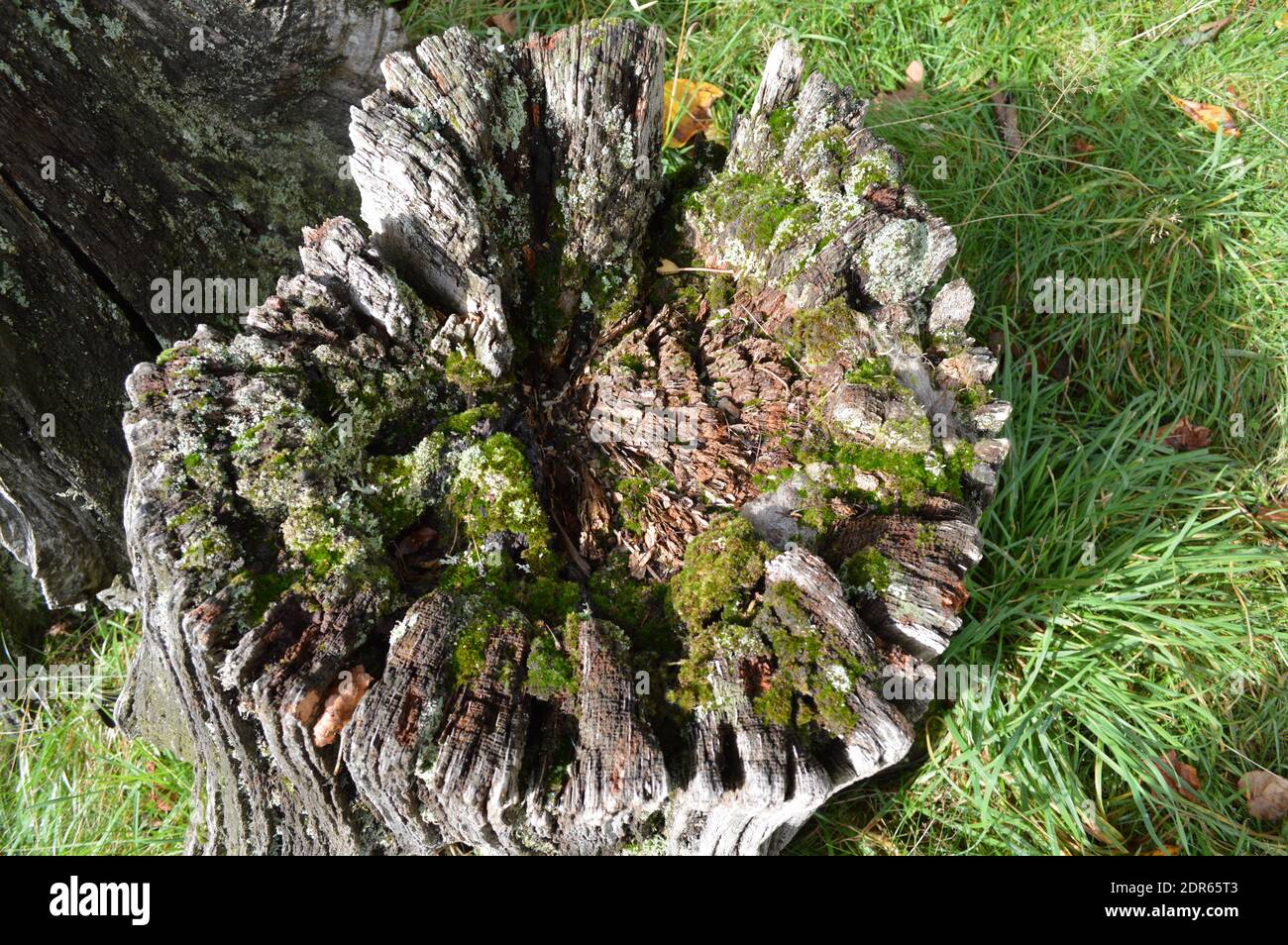 Old moss hi-res stock photography and images - Alamy