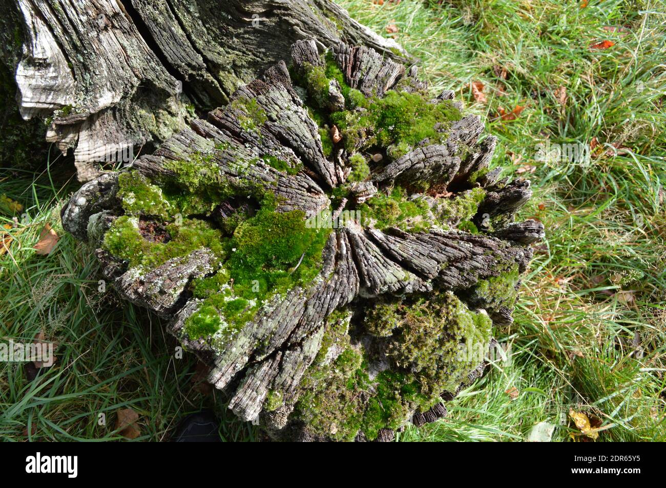 Fallen tree & stump with moss Stock Photo - Alamy