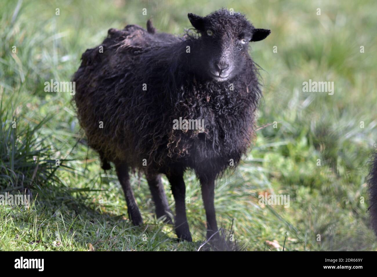 Black fur sheep hi-res stock photography and images - Alamy
