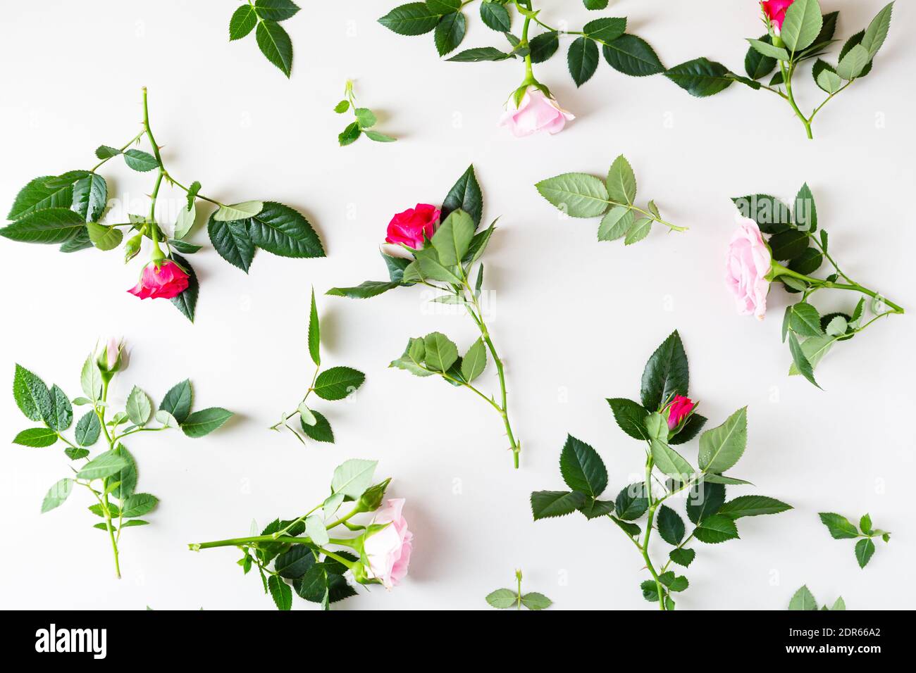 Overhead view of roses flowers Stock Photo - Alamy